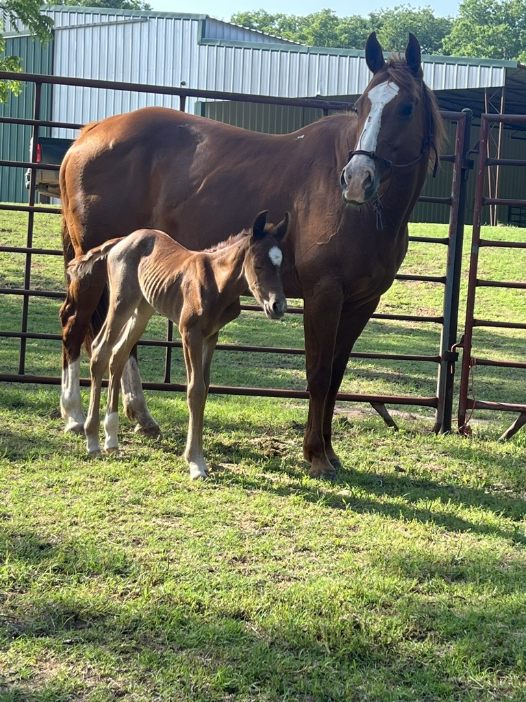 New Additions – Triple Heart